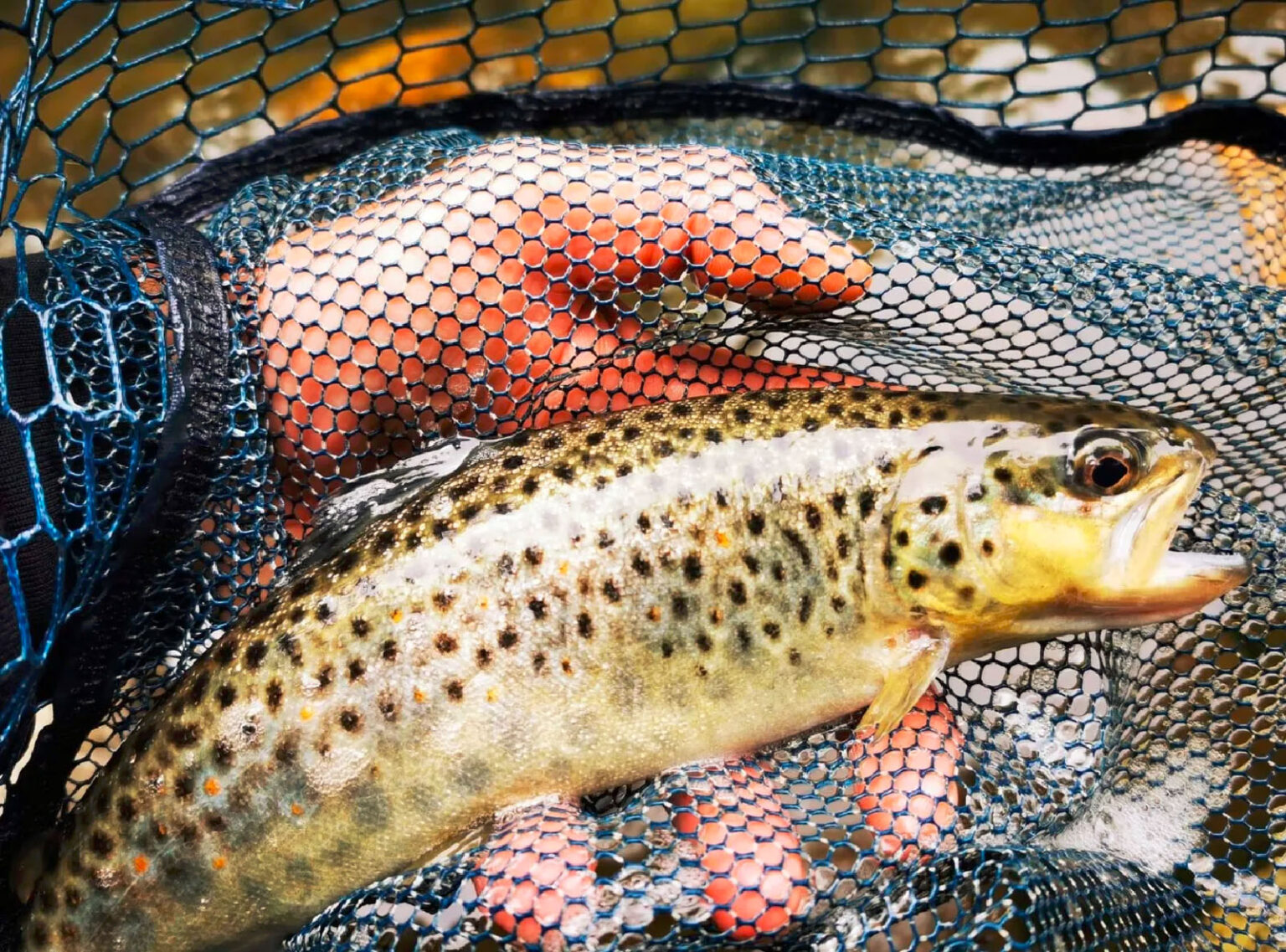 June Fishing – Producent sztucznych przynęt wędkarskich